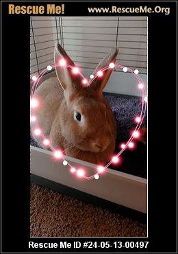 - Virginia Rabbit Rescue - ADOPTIONS - Rescue Me!