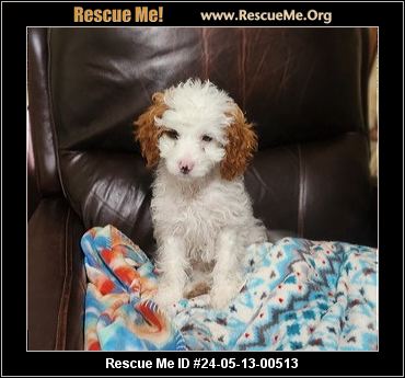 - Pennsylvania Poodle Rescue - ADOPTIONS - Rescue Me!