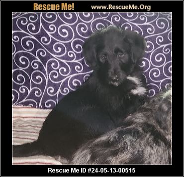 - Pennsylvania Poodle Rescue - ADOPTIONS - Rescue Me!