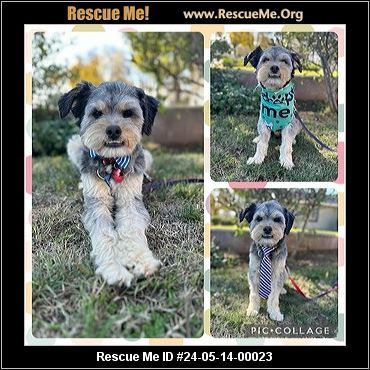 - California Schnauzer Rescue - ADOPTIONS - Rescue Me!