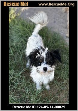 - California Maltese Rescue - ADOPTIONS - Rescue Me!
