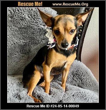 - Florida Dog Rescue - ADOPTIONS - Rescue Me!