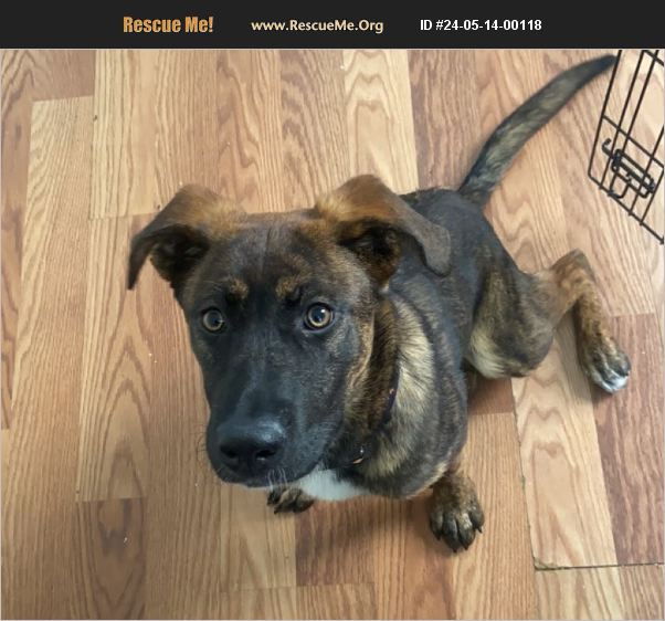 ADOPT 24051400118 ~ German Shepherd Rescue ~ Savannah, GA