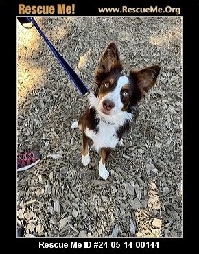 - Oregon Dog Rescue - ADOPTIONS - Rescue Me!