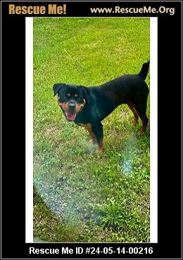 - Texas Rottweiler Rescue - ADOPTIONS - Rescue Me!