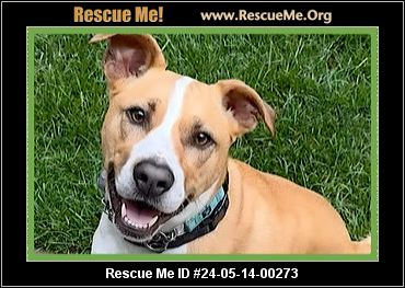 - South Carolina Dog Rescue - ADOPTIONS - Rescue Me!