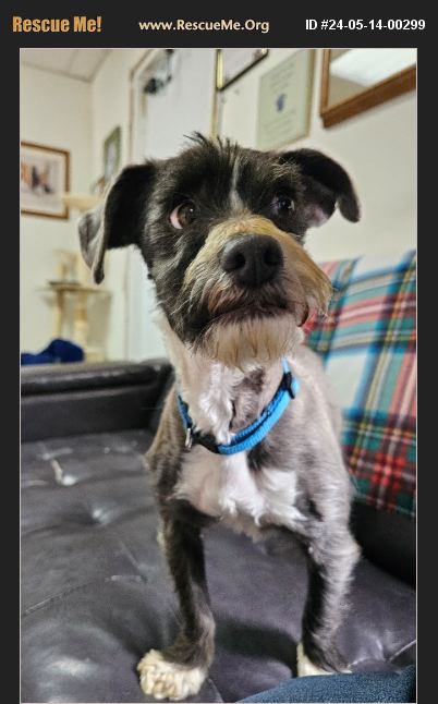 ADOPT 24051400299 ~ Schnauzer Rescue ~ Springerville, AZ