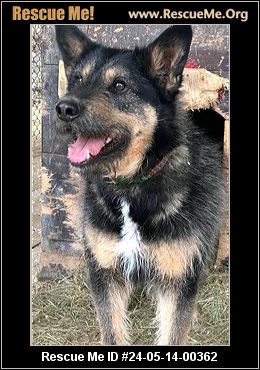 - New Jersey Dog Rescue - ADOPTIONS - Rescue Me!