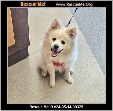 - Pennsylvania Pomeranian Rescue - ADOPTIONS - Rescue Me!