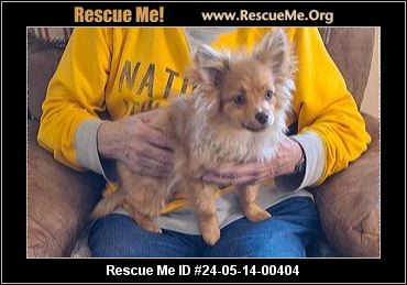 - Pennsylvania Pomeranian Rescue - ADOPTIONS - Rescue Me!