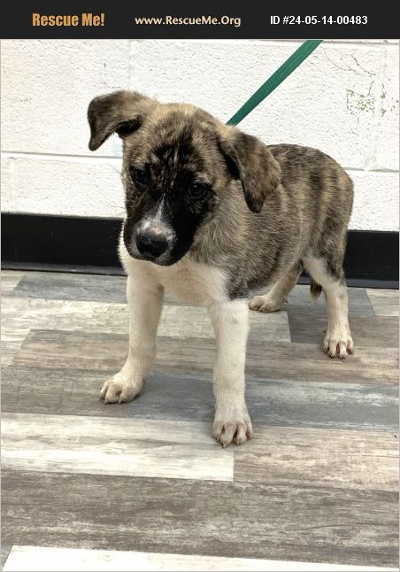 ADOPT 24051400483 ~ Mountain Cur Rescue ~ Muskego, WI