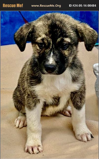 ADOPT 24051400484 ~ Mountain Cur Rescue ~ Muskego, WI