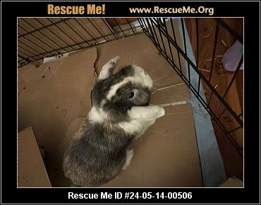 - Illinois Rabbit Rescue - ADOPTIONS - Rescue Me!