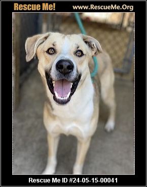 - Illinois Dog Rescue - ADOPTIONS - Rescue Me!