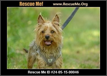 - New Jersey Dog Rescue - ADOPTIONS - Rescue Me!
