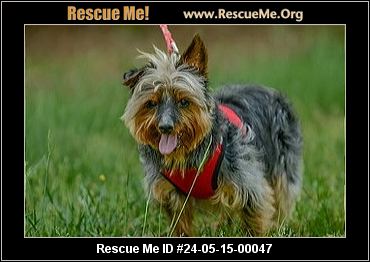 - New Jersey Dog Rescue - ADOPTIONS - Rescue Me!