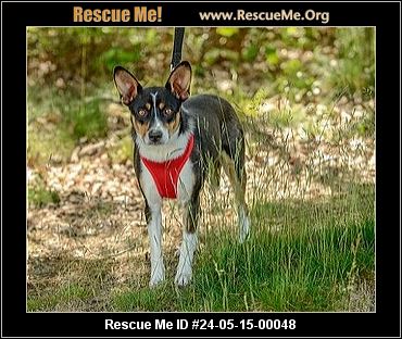 - New Jersey Dog Rescue - ADOPTIONS - Rescue Me!