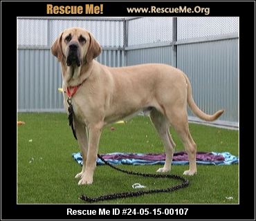 - Maryland Mastiff Rescue - ADOPTIONS - Rescue Me!