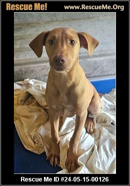 - Florida Dog Rescue - ADOPTIONS - Rescue Me!