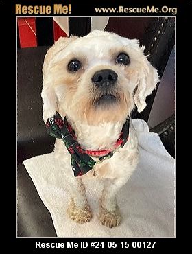 - Florida Maltese Rescue - ADOPTIONS - Rescue Me!