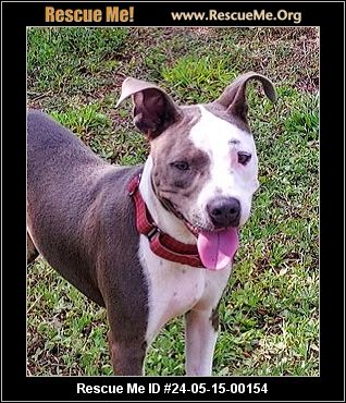- Florida Dog Rescue - ADOPTIONS - Rescue Me!