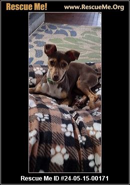 - Oregon Dog Rescue - ADOPTIONS - Rescue Me!