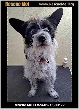 - Oregon Dog Rescue - ADOPTIONS - Rescue Me!