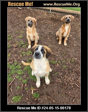 - Oregon Dog Rescue - ADOPTIONS - Rescue Me!