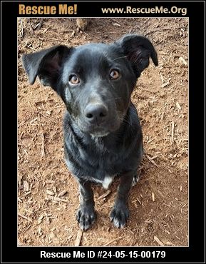 - Oregon Dog Rescue - ADOPTIONS - Rescue Me!