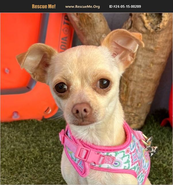 ADOPT 24051500289 ~ Chihuahua Rescue ~ Carlsbad, CA