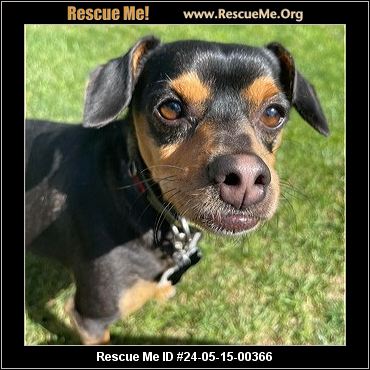 - Pennsylvania Miniature Pinscher Rescue - ADOPTIONS - Rescue Me!