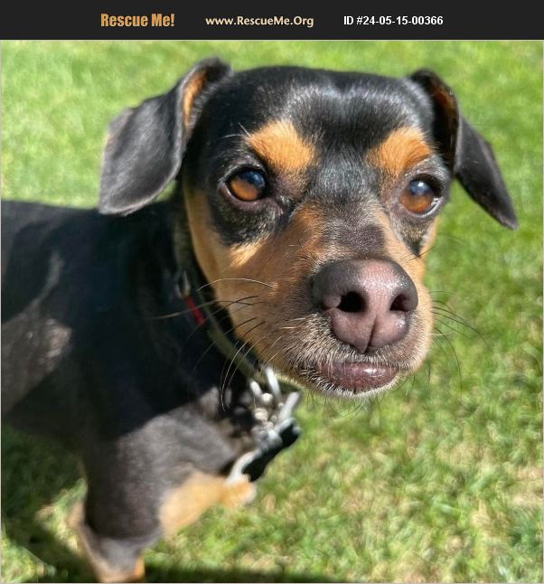 ADOPT 24051500366 ~ Miniature Pinscher Rescue ~ Harrisburg, PA