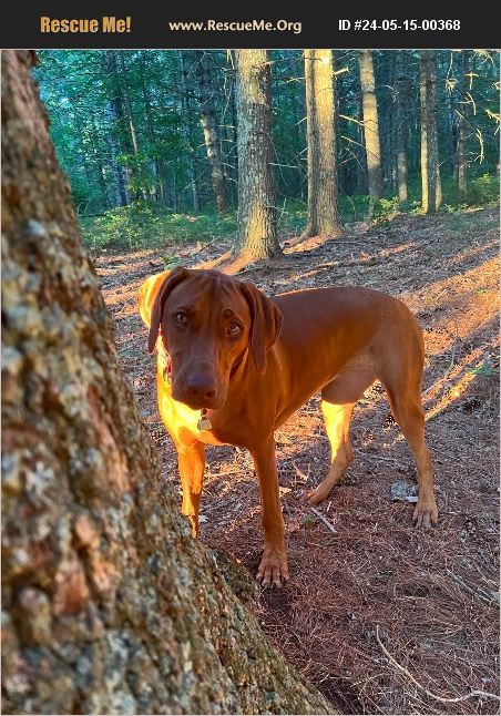 ADOPT 24051500368 ~ Rhodesian Ridgeback Rescue ~ Sterling, CT