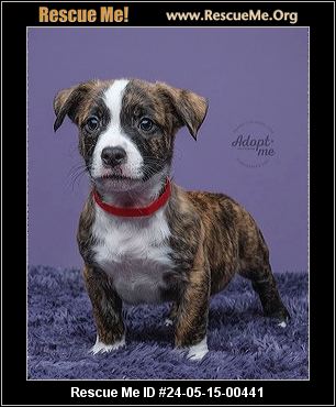 - South Carolina Dog Rescue - ADOPTIONS - Rescue Me!