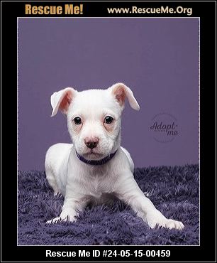 - South Carolina Dog Rescue - ADOPTIONS - Rescue Me!