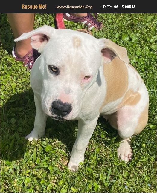 ADOPT 24051500513 ~ Pit Bull Rescue ~ Fort Myers, FL