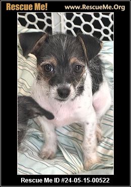 - Florida Dog Rescue - ADOPTIONS - Rescue Me!