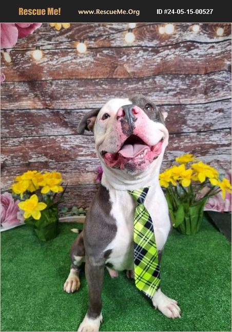 ADOPT 24051500527 ~ Pit Bull Rescue ~ New stanton, PA