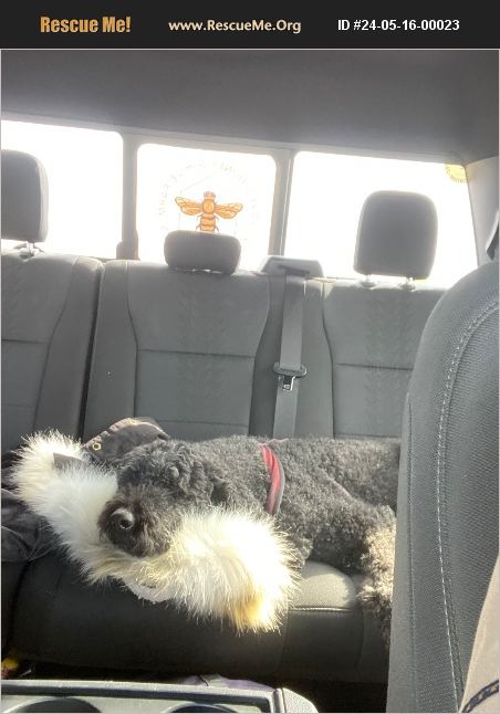 ADOPT 24051600023 ~ Poodle Rescue ~ Overland Park, KS