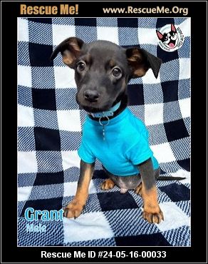 - New York Dog Rescue - ADOPTIONS - Rescue Me!