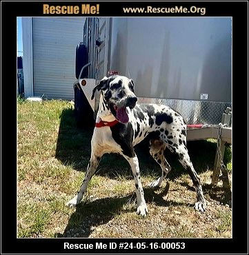 - Texas Great Dane Rescue - ADOPTIONS - Rescue Me!