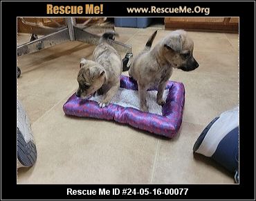 - North Carolina Dog Rescue - ADOPTIONS - Rescue Me!