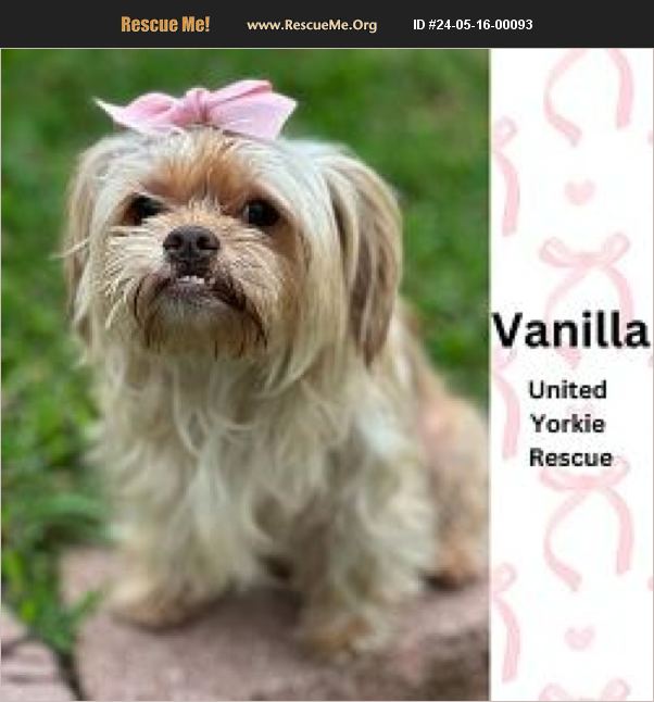 ADOPT 24051600093 ~ Yorkie Rescue ~ Tarrant County, TX