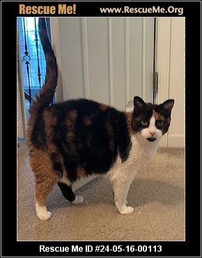 - Michigan Cat Rescue - ADOPTIONS - Rescue Me!