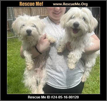 - New Jersey Maltese Rescue - ADOPTIONS - Rescue Me!