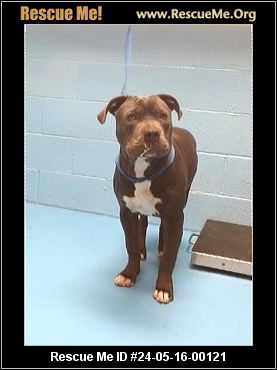 - California American Bulldog Rescue - ADOPTIONS - Rescue Me!