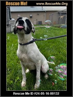 - Illinois Dog Rescue - ADOPTIONS - Rescue Me!