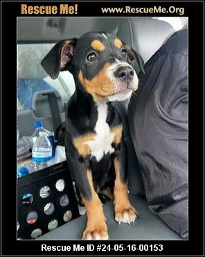 - Illinois Dog Rescue - ADOPTIONS - Rescue Me!