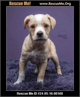 - South Carolina Dog Rescue - ADOPTIONS - Rescue Me!