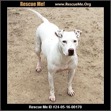 - Texas Pit Bull Rescue - ADOPTIONS - Rescue Me!